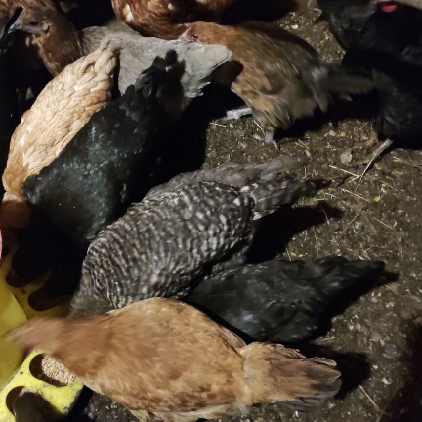 Продаю кур 4 шт 1,5 года и 3 кур 7 месяцов