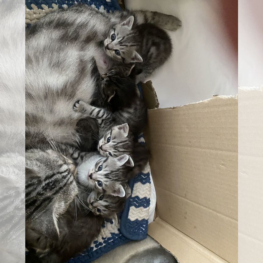 Шотландские котята