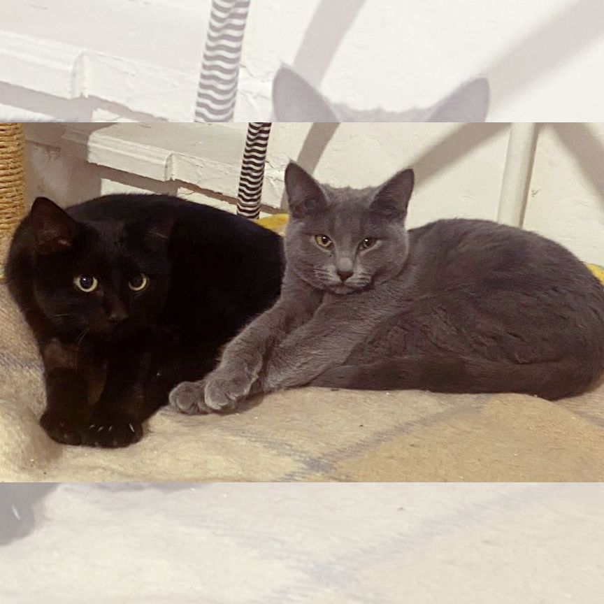 Котята черный и дымчатый