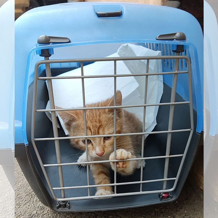 Котёнок в добрые руки
