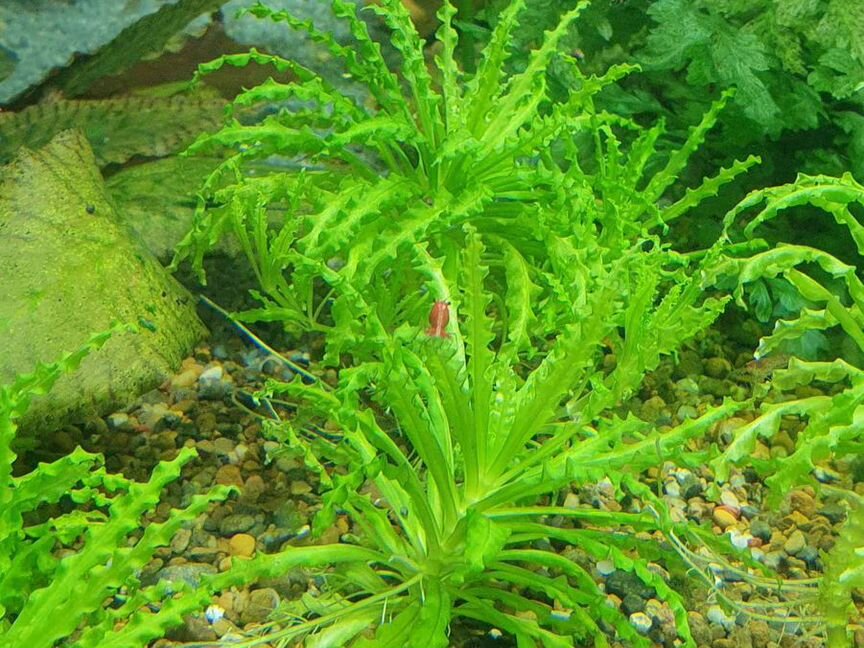 Погостемон хелфера растение