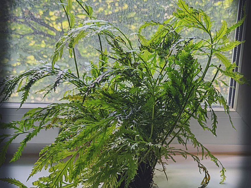 Папоротник Болбитис