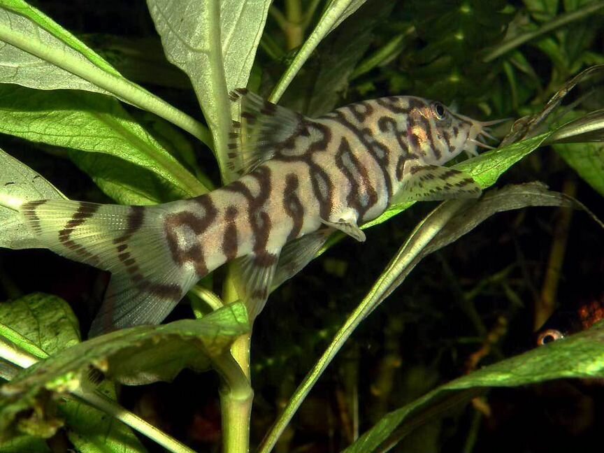 Боции мраморные