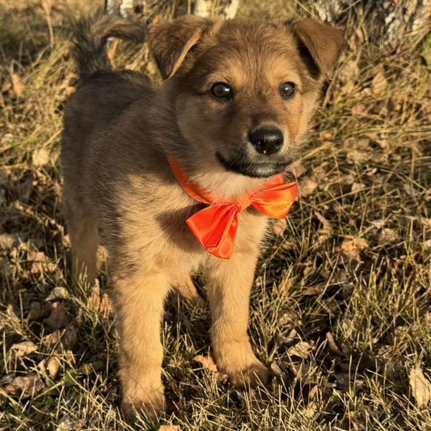 Щенок в добрые руки