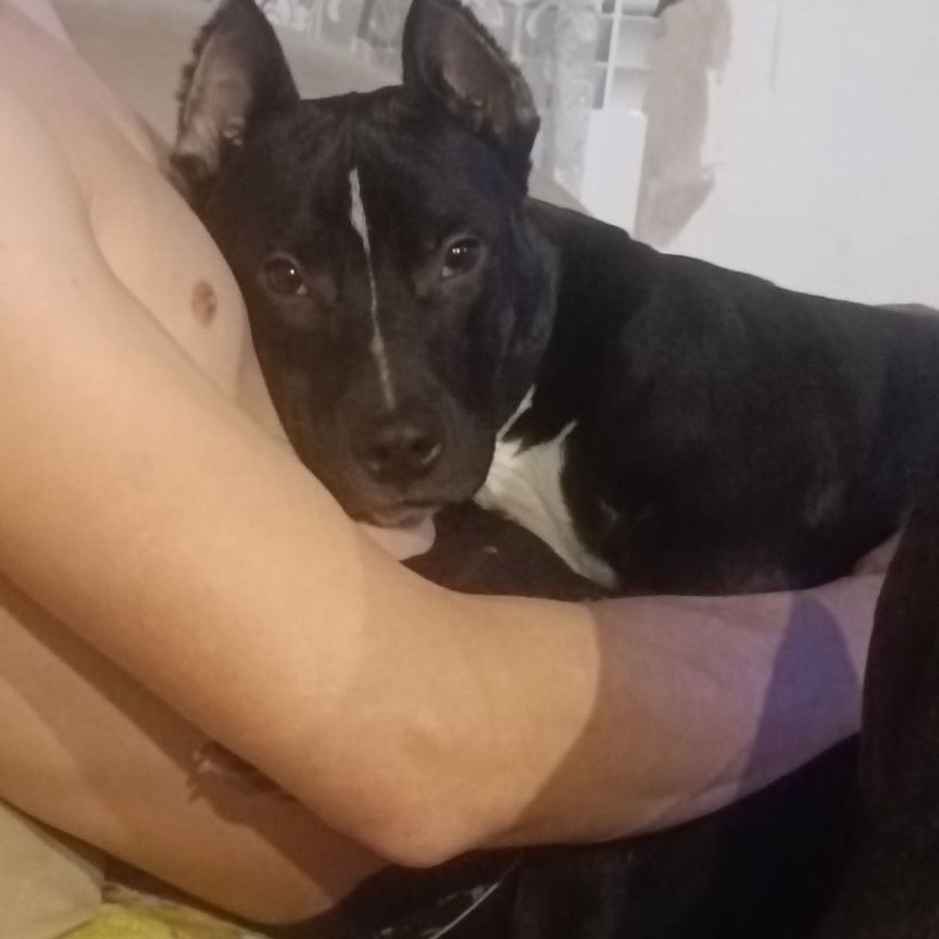 Взрослый пёс в добрые руки