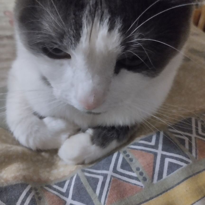 Кошки в добрые руки бесплатно