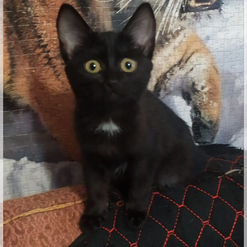 Котодевочка в добрые руки