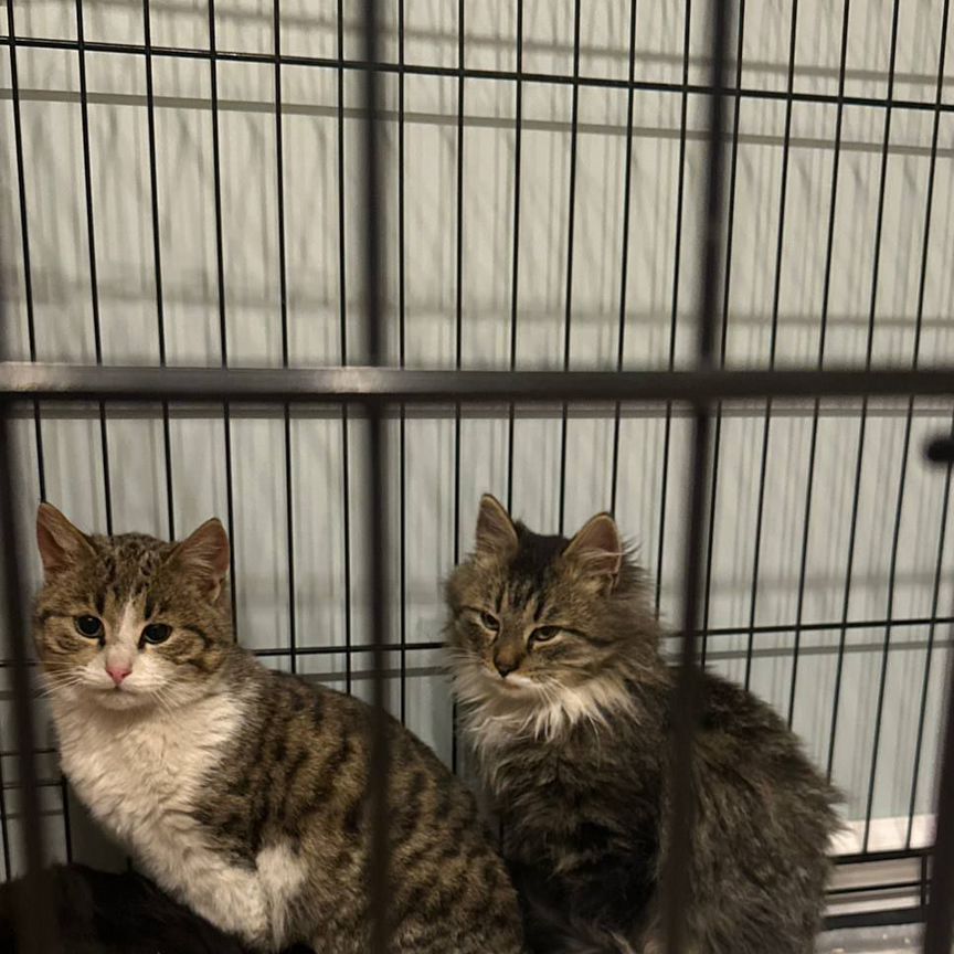 Котята ищут передержку