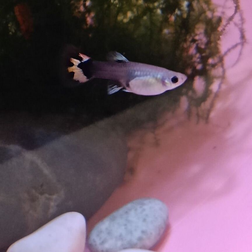 Рыбки гуппи