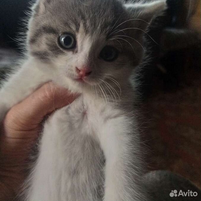 Кот Ванюшка