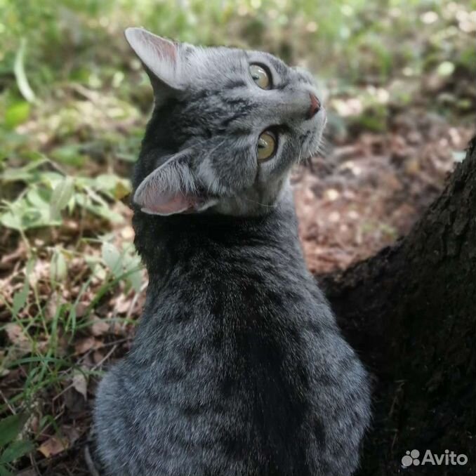 Одинокая кошечка