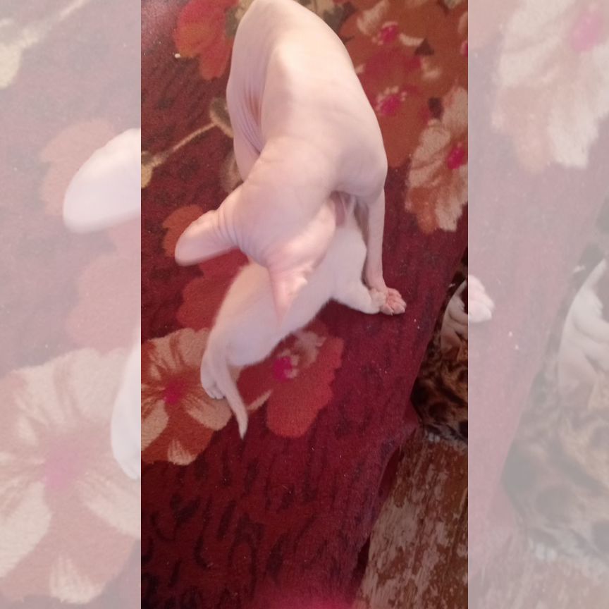 Донской сфинкс котёнок