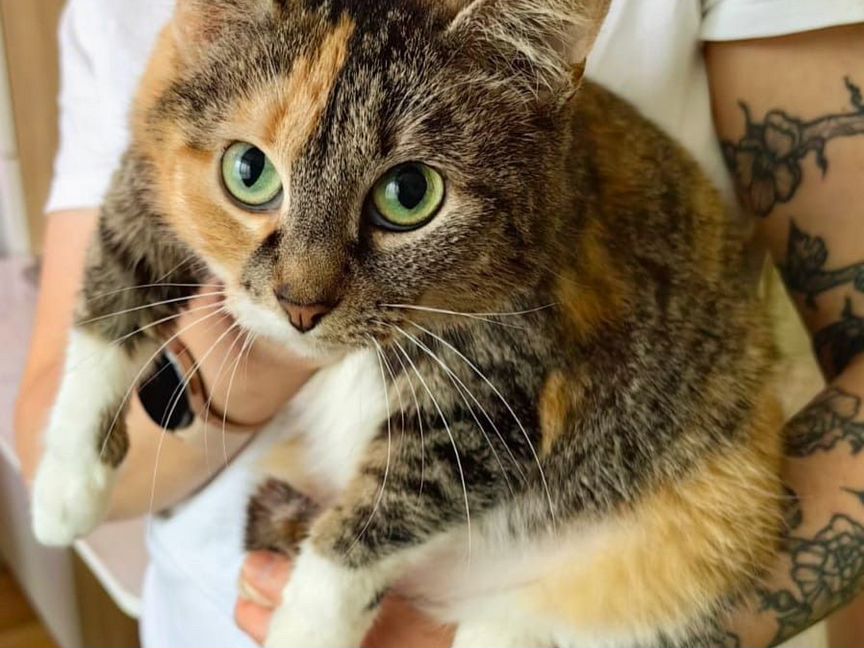 Кошечка злата ищет дом