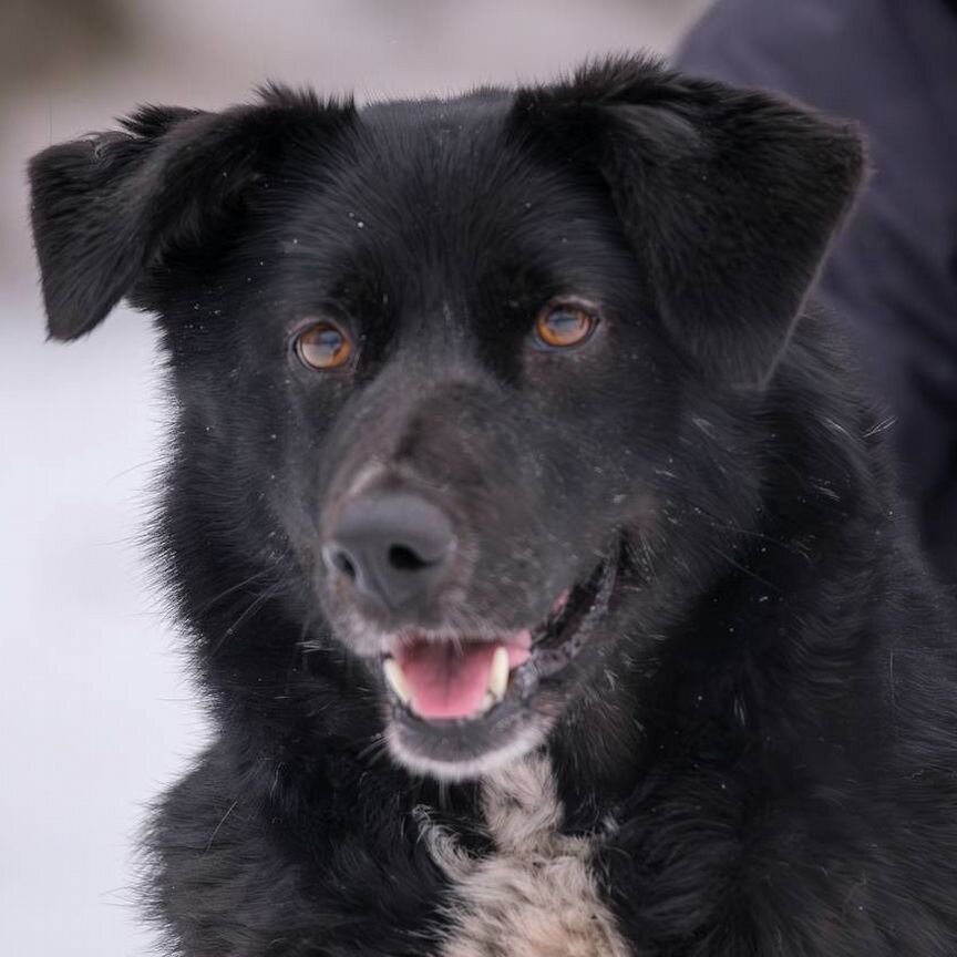 Красавица Молли в добрые руки