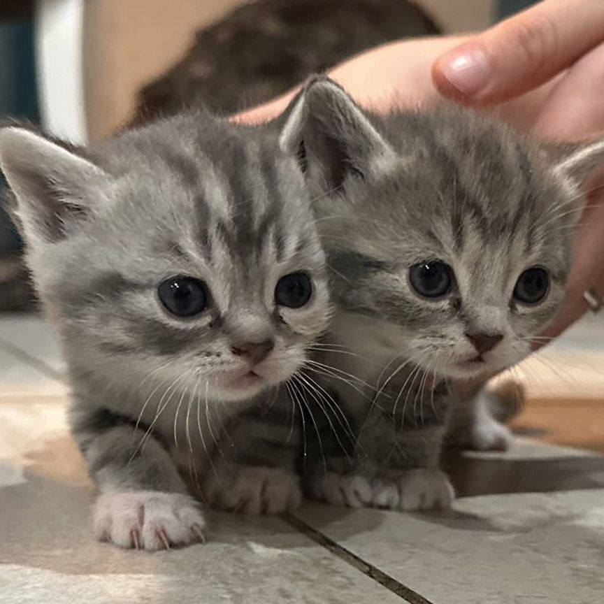 Британские котята