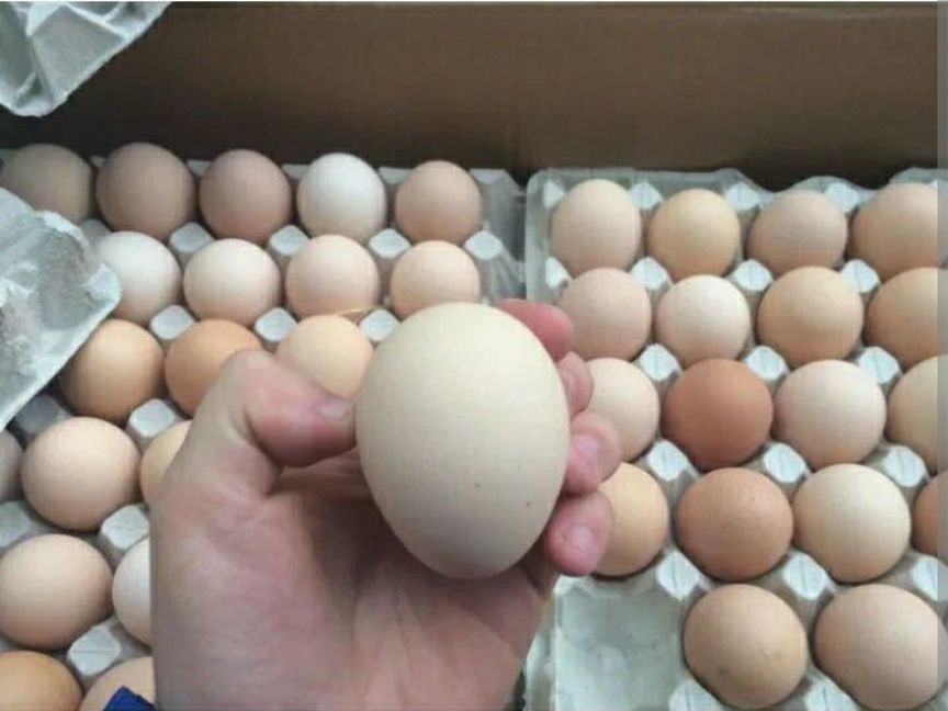 Инкубационное яйцо