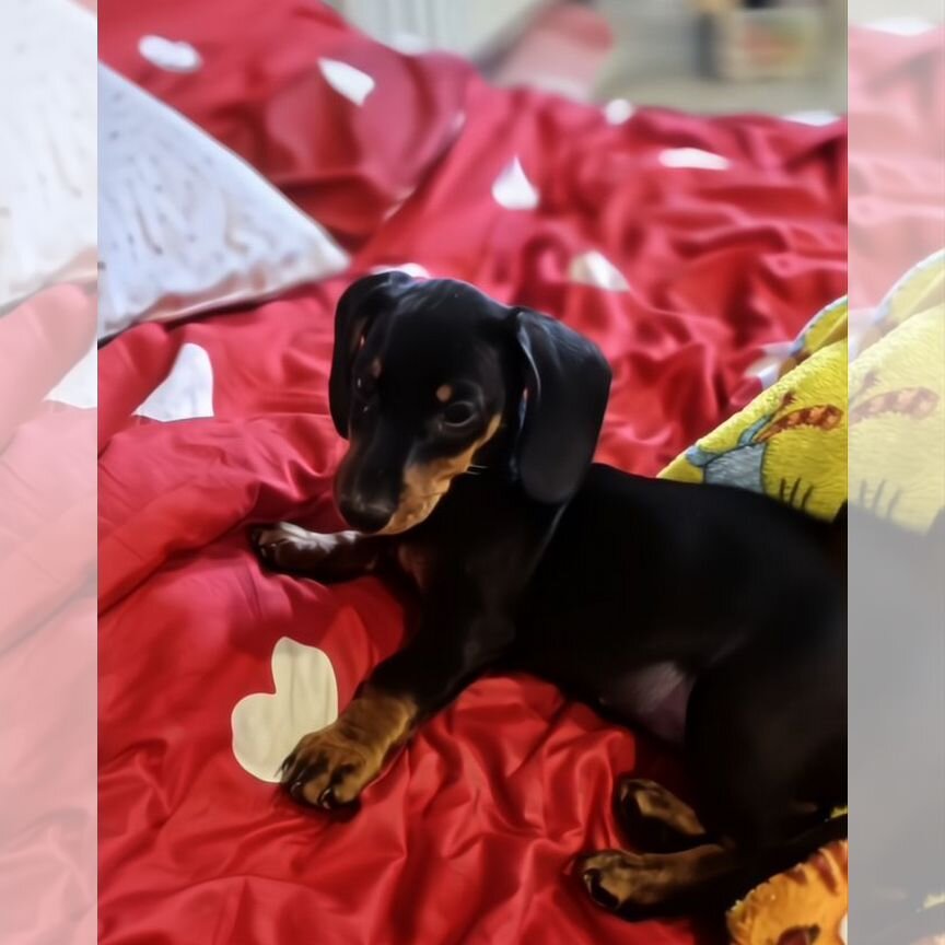 Такса, щенок