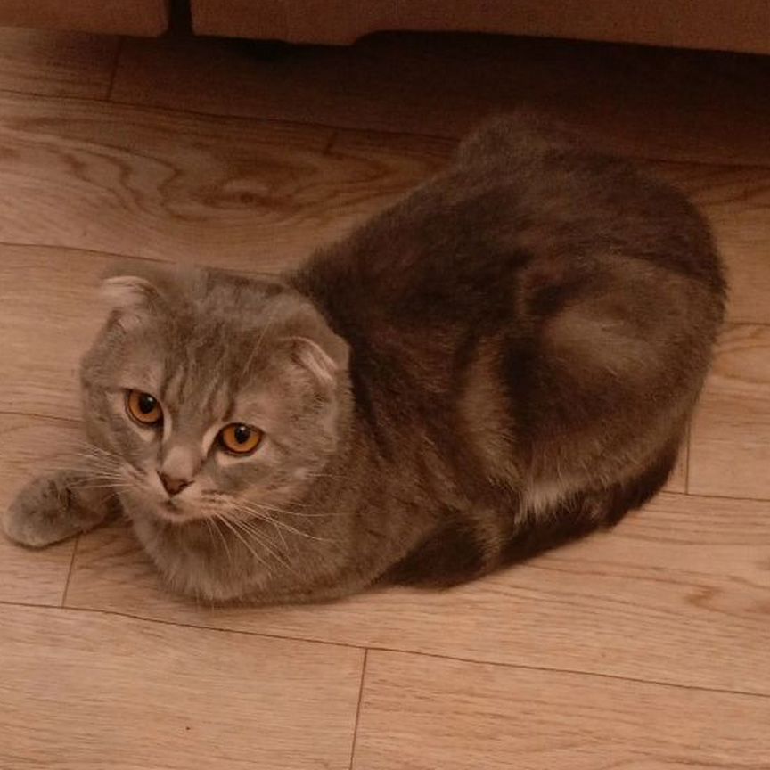 Шотландский вислоухий кот в добрые руки