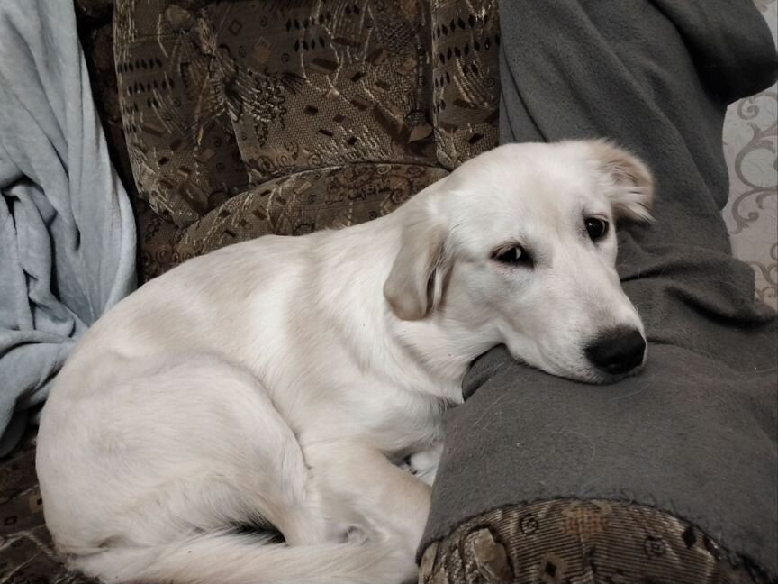 Собака золотистый ретривер
