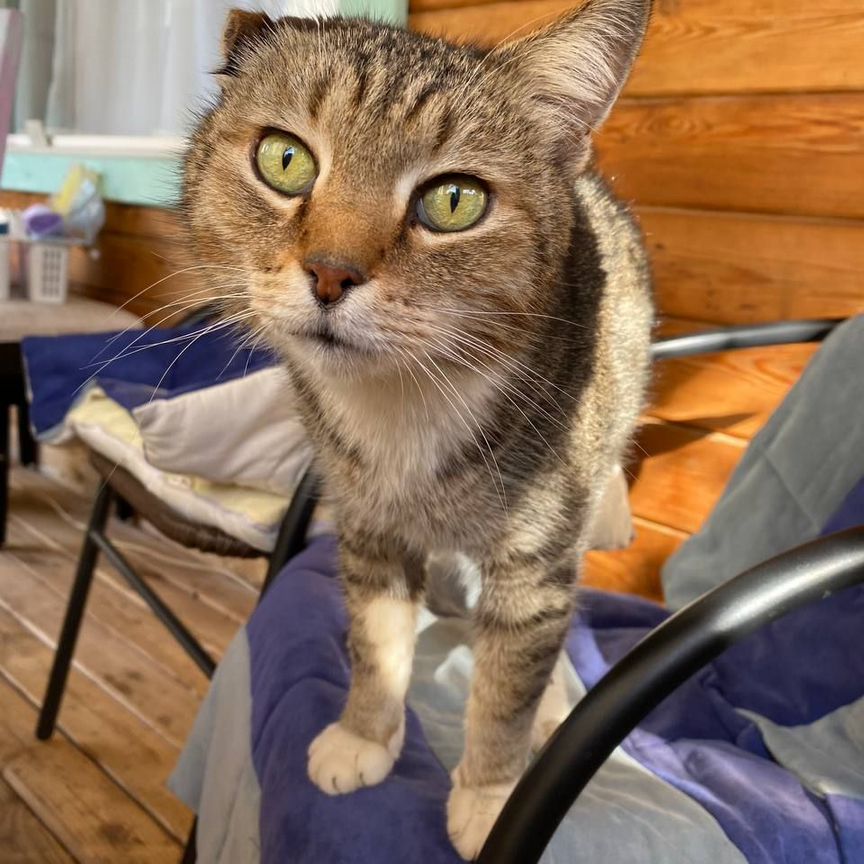 Кот