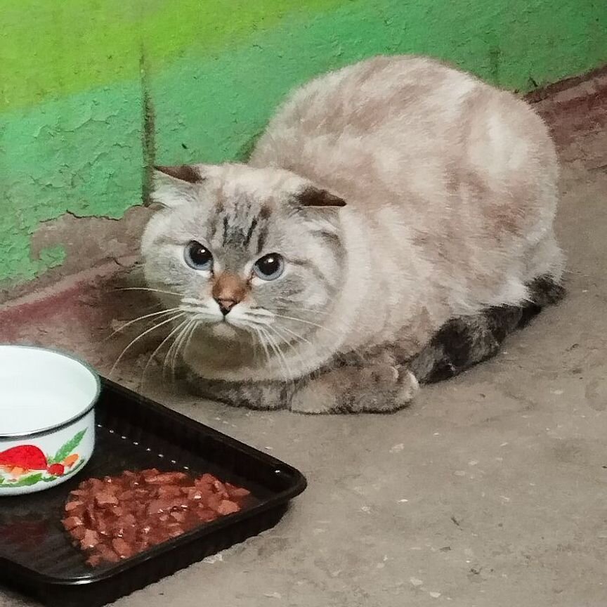 Шотландская вислоухая девочка в добрые руки