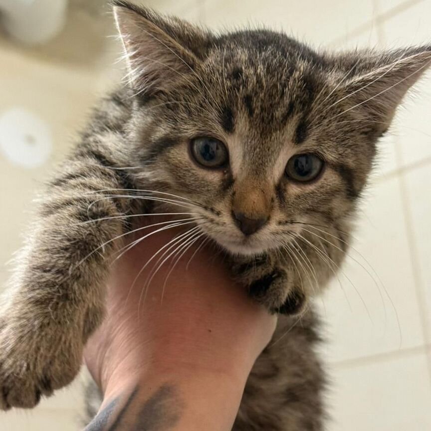 Котята