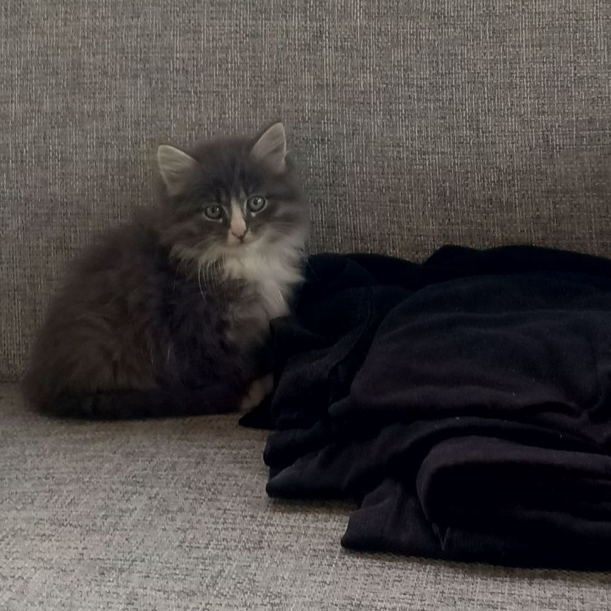 Сибирский котёнок
