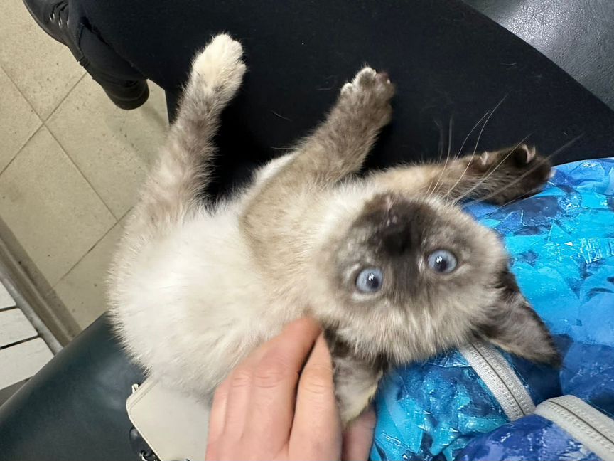 Котенок тайский