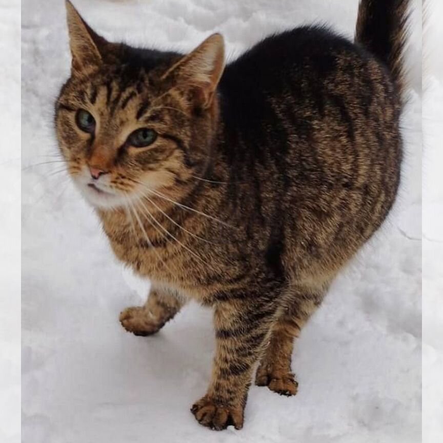 Кошечка Косоглазик