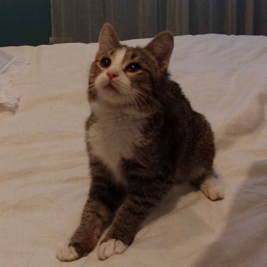Кошечка, которая никому не нужна
