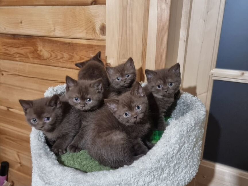 Котята британские короткошёрстные
