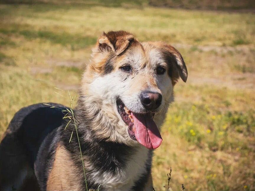 Собака с тяжелой судьбой хочет домой