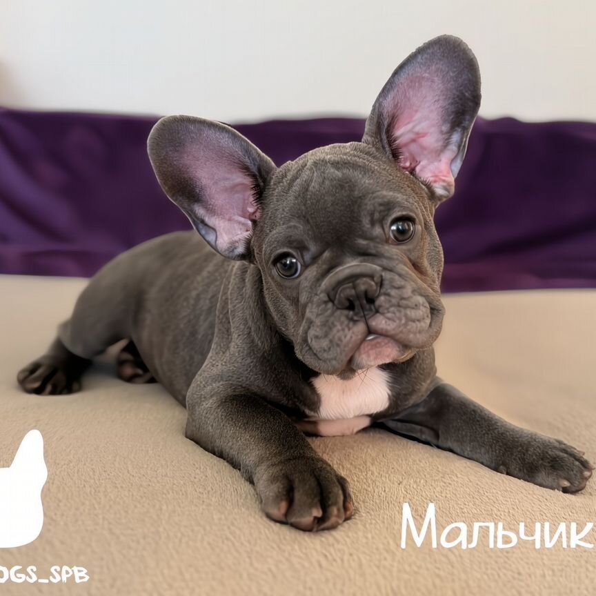 Французский бульдог, щенок