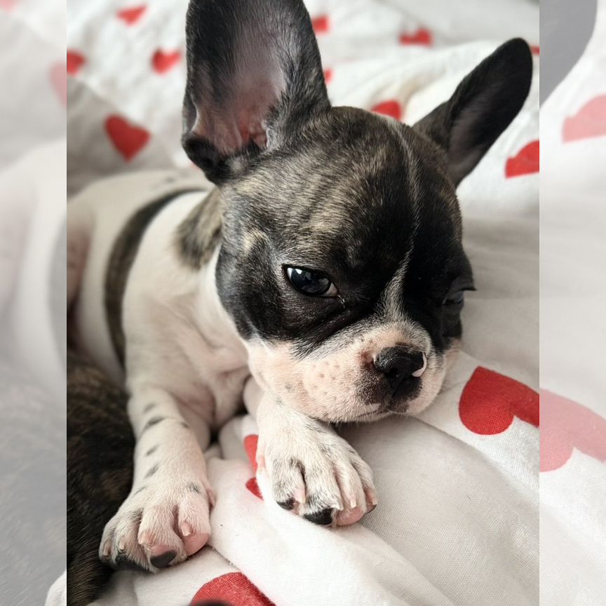 Французский бульдог, щенок