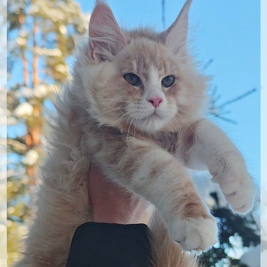 Мейн-кун котёнок