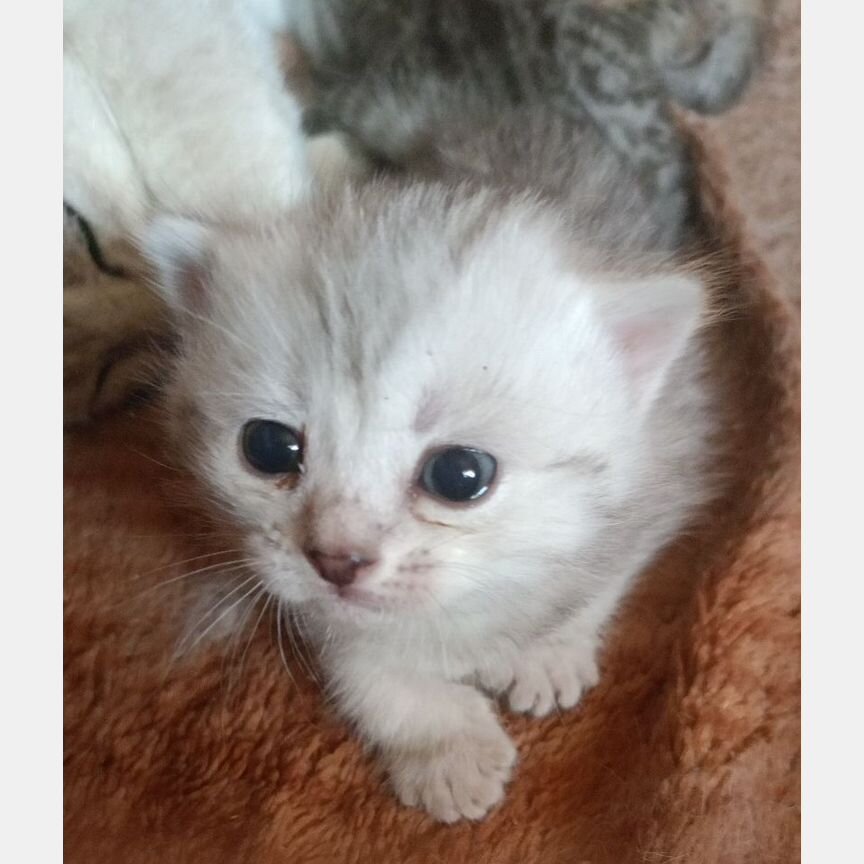 Котята в добрые руки бесплатно
