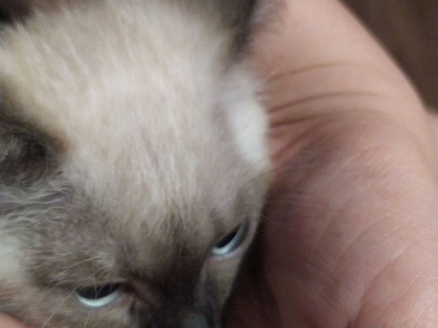 Сиамский кот