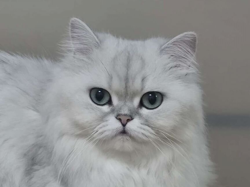 Британка 2 г шоу-класс в разведение