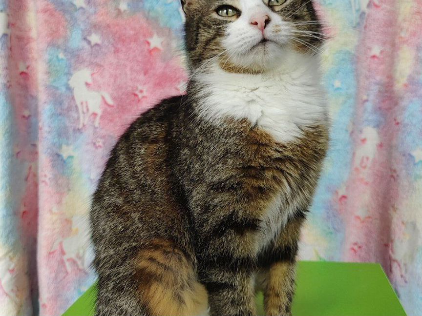 Ищет дом киса с дач (пока без имени). видео