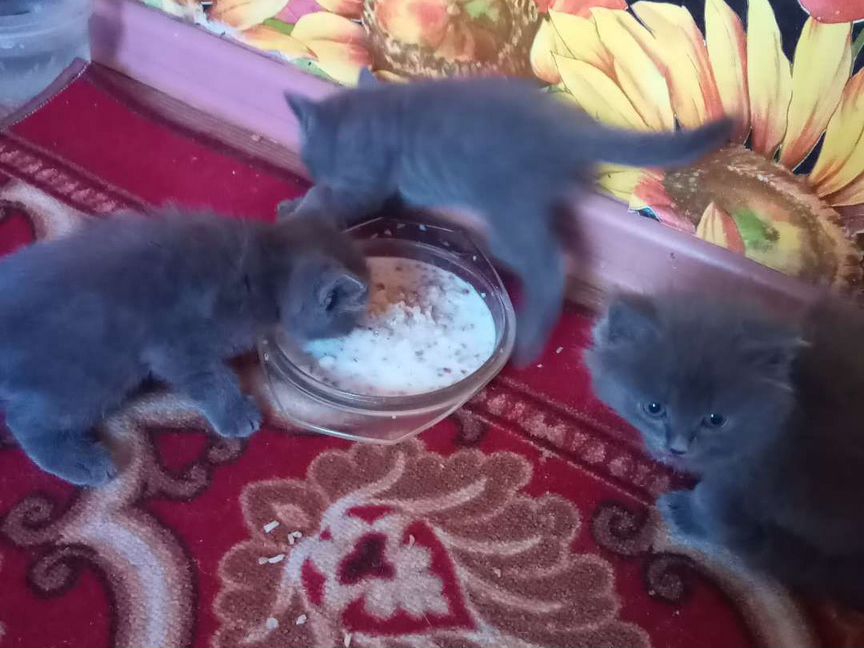 Осталось две девочки