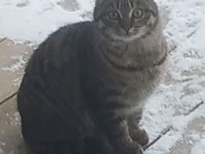 Кошка котенок молоденькая ищет дом