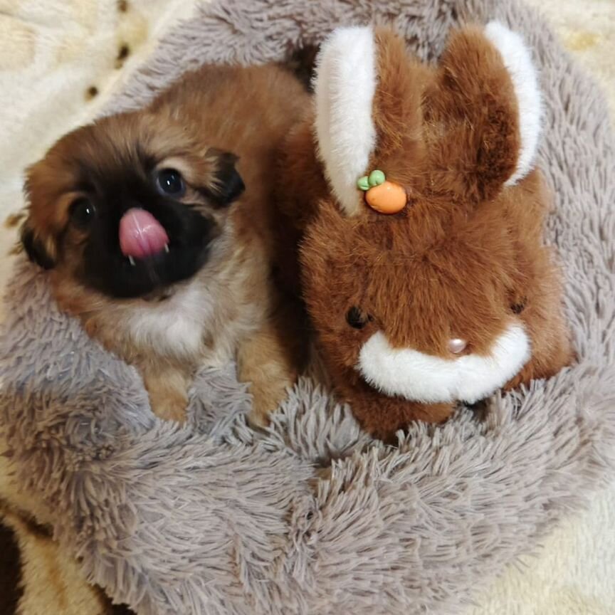 Пекинес, щенок