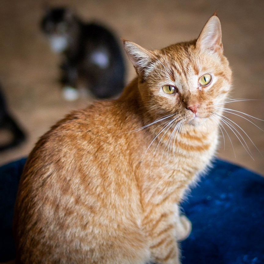 Рыжее сокровище в добрые руки