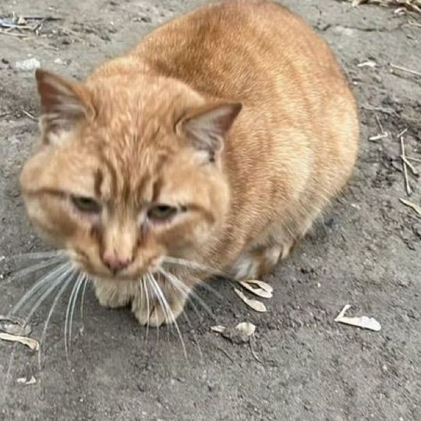 Кот в добрые руки