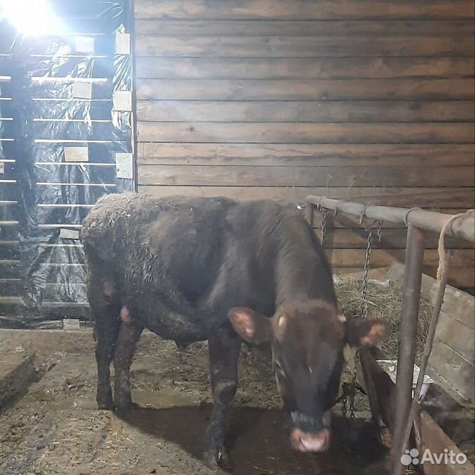 Бычки и быки на мясо