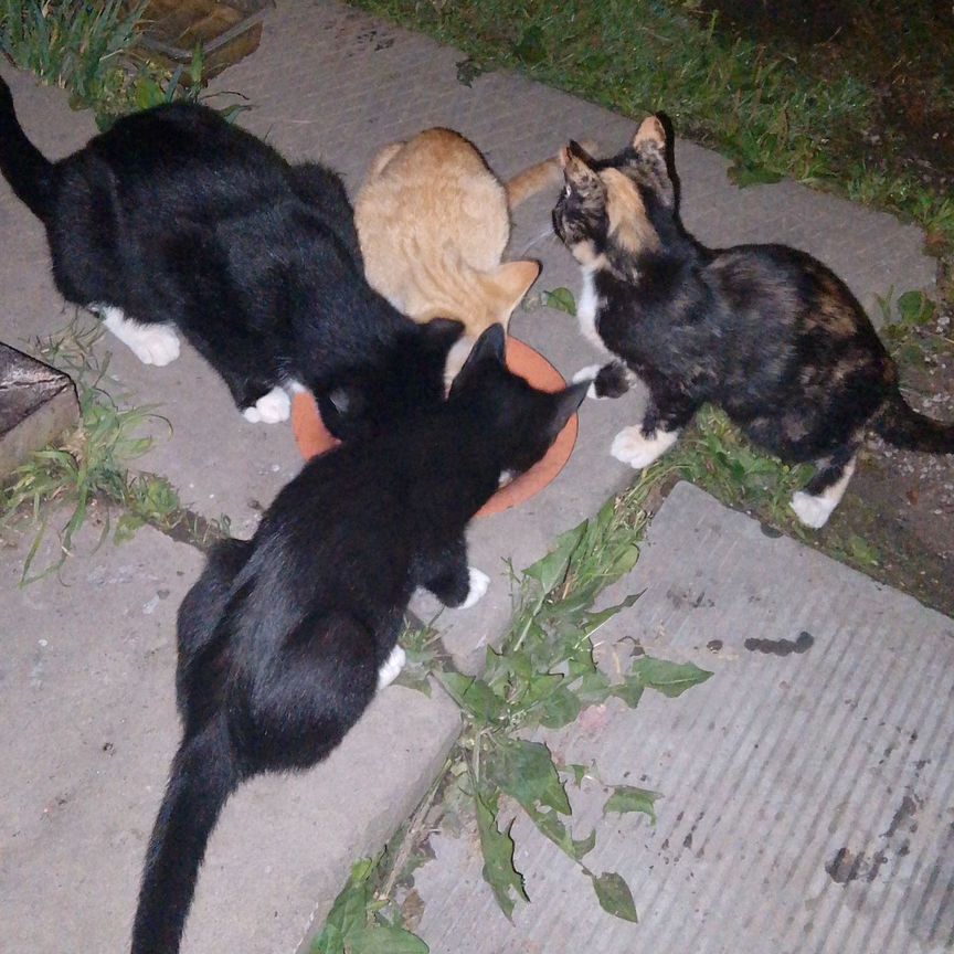 Отдам в добрые руки котят
