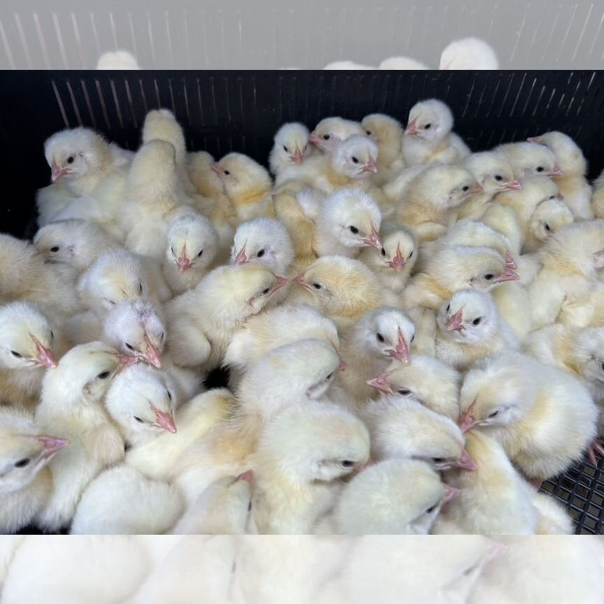 Бройлерные цыплята