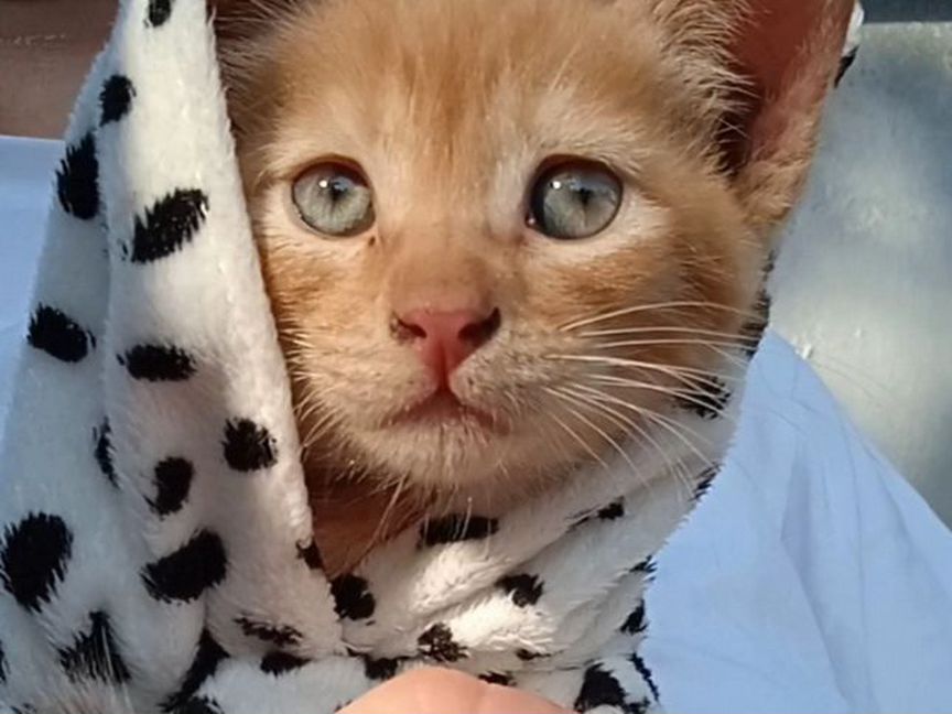 Рыжий котик