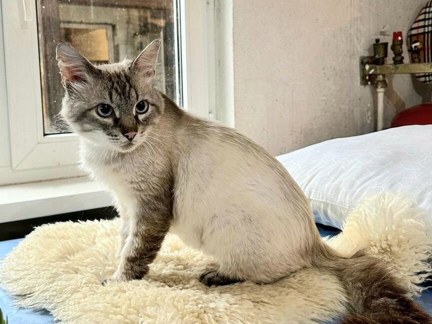Голубоглазый котик ищет добрую семью