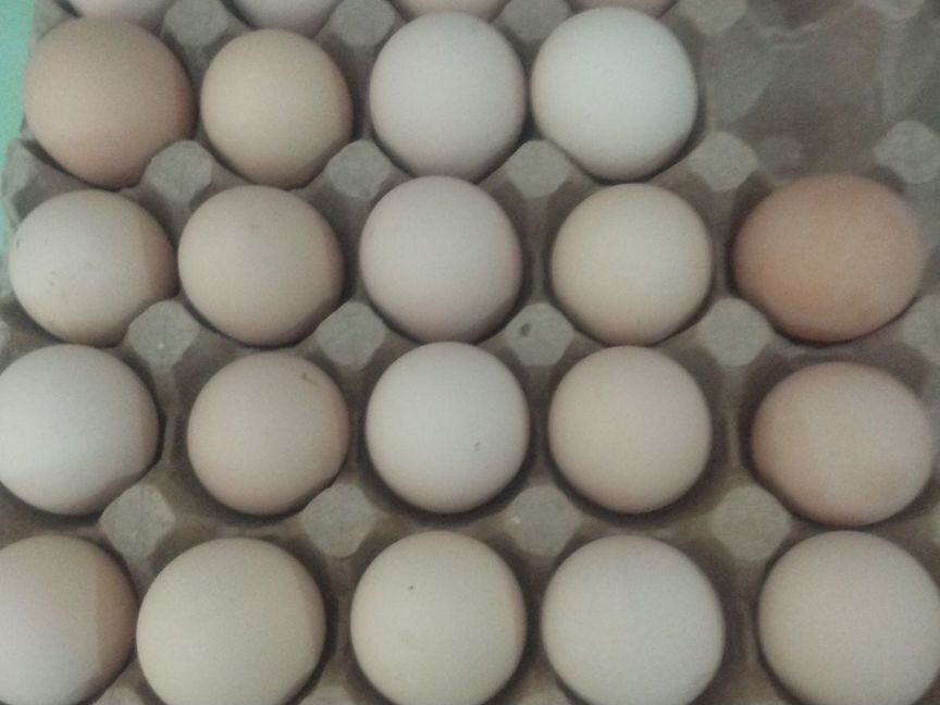 Инкубационное яйцо кур